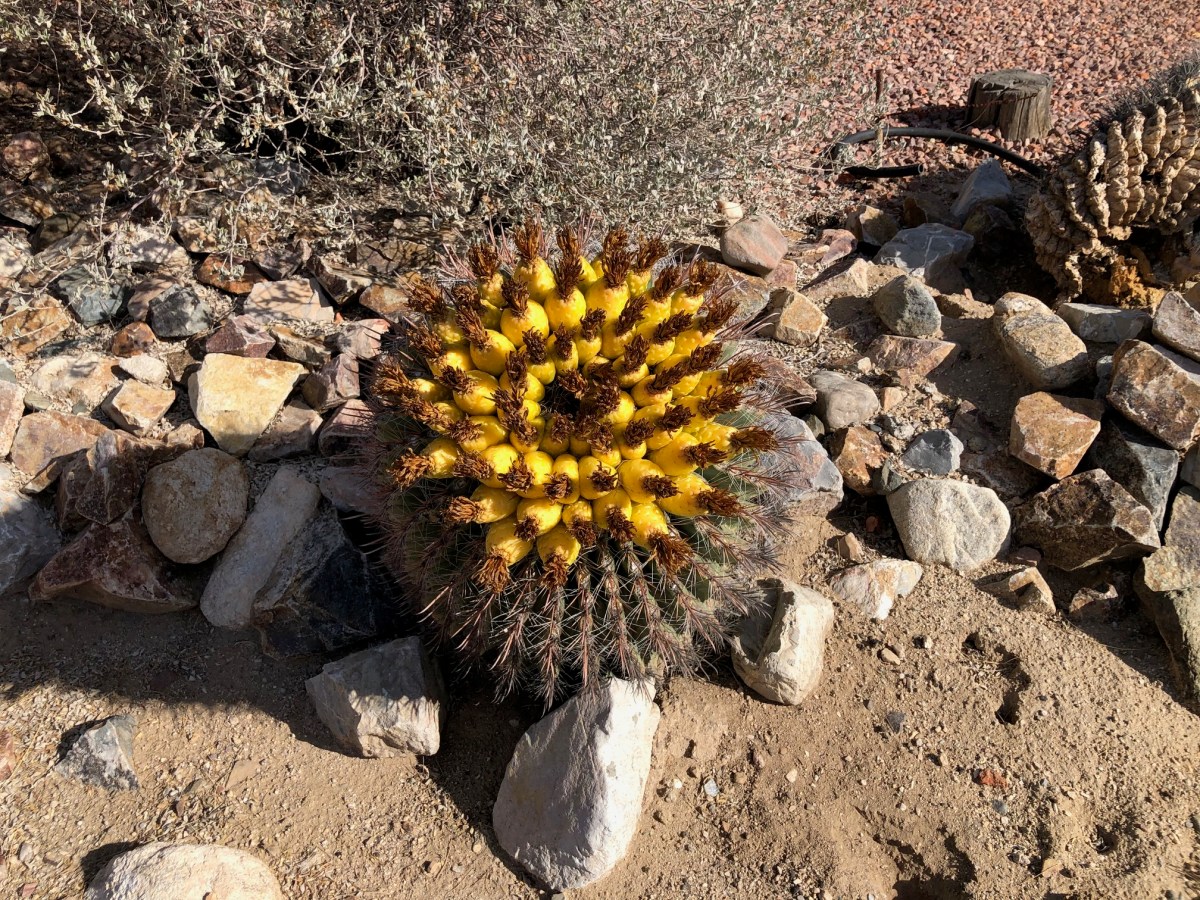2 days of bicycling on Tucson’s Loop Trail – Exploring by bicycle